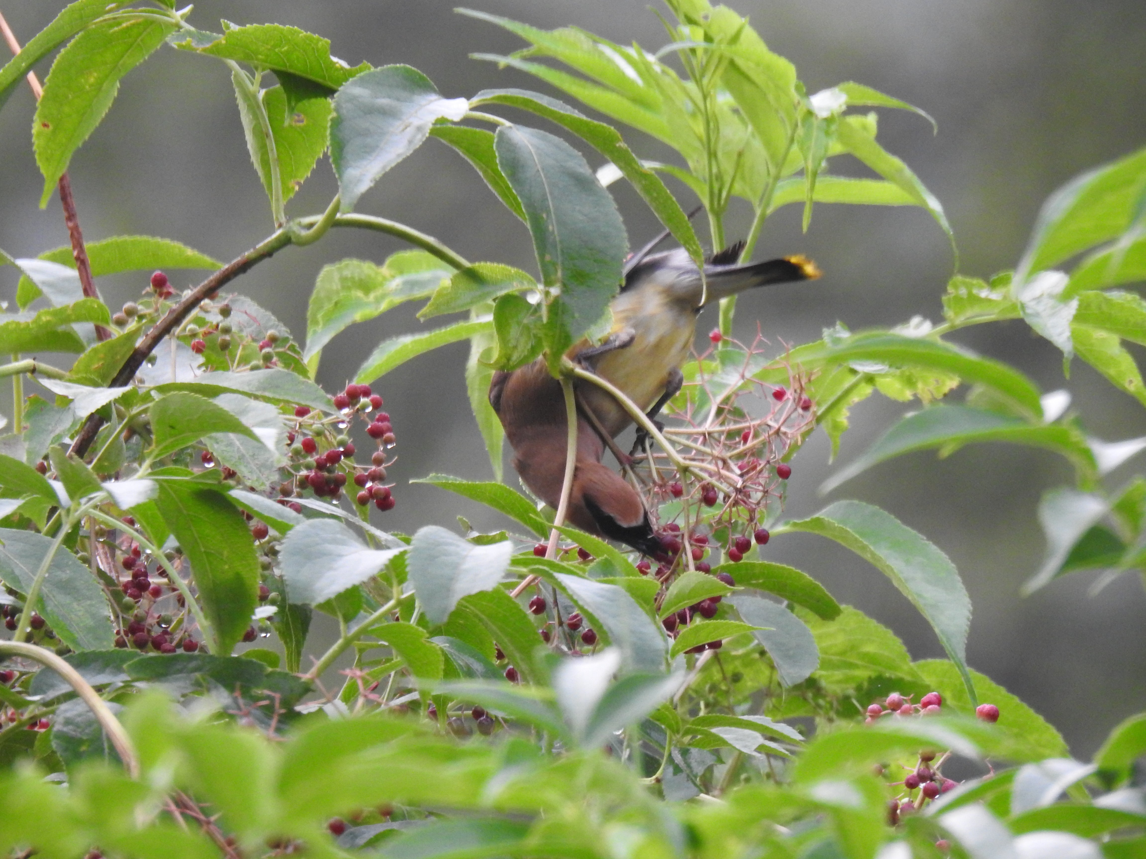 Nursery – Northwoods Tea & Herb